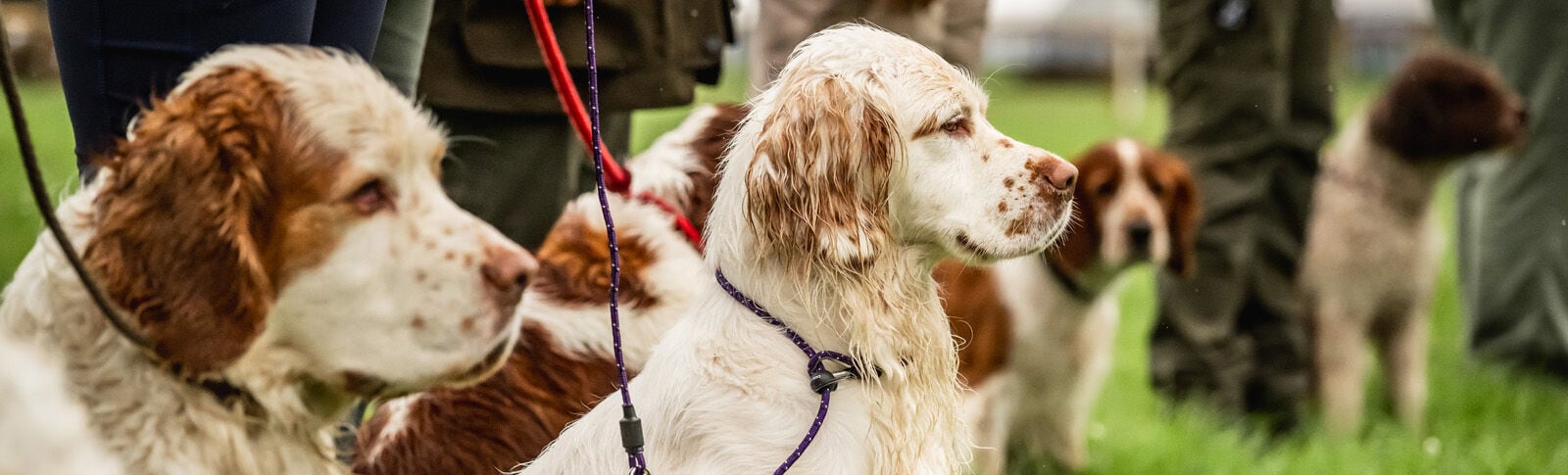Gundog competitions at The Game Fair