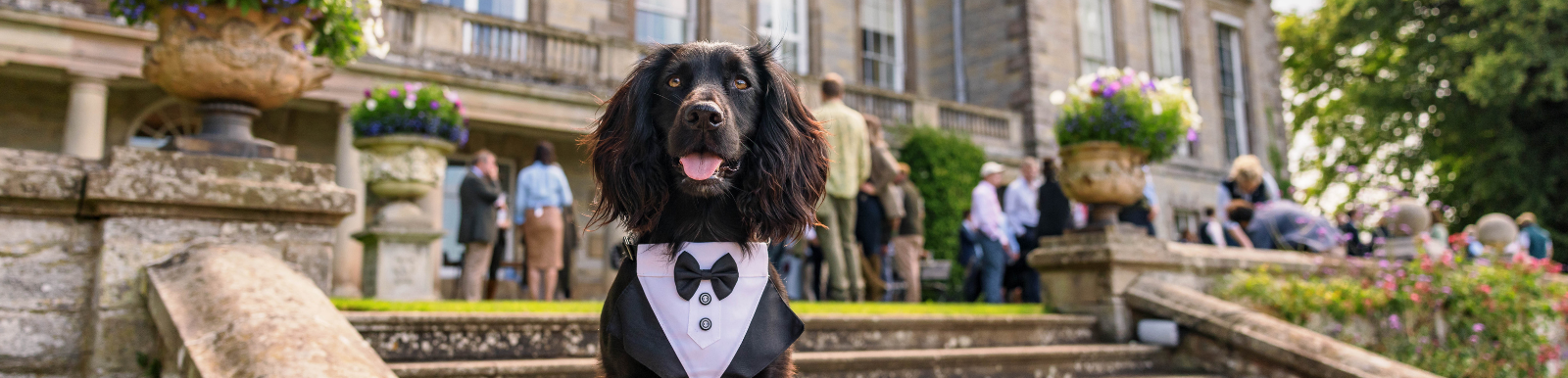 Dogs at The Game Fair - more than Crufts!
