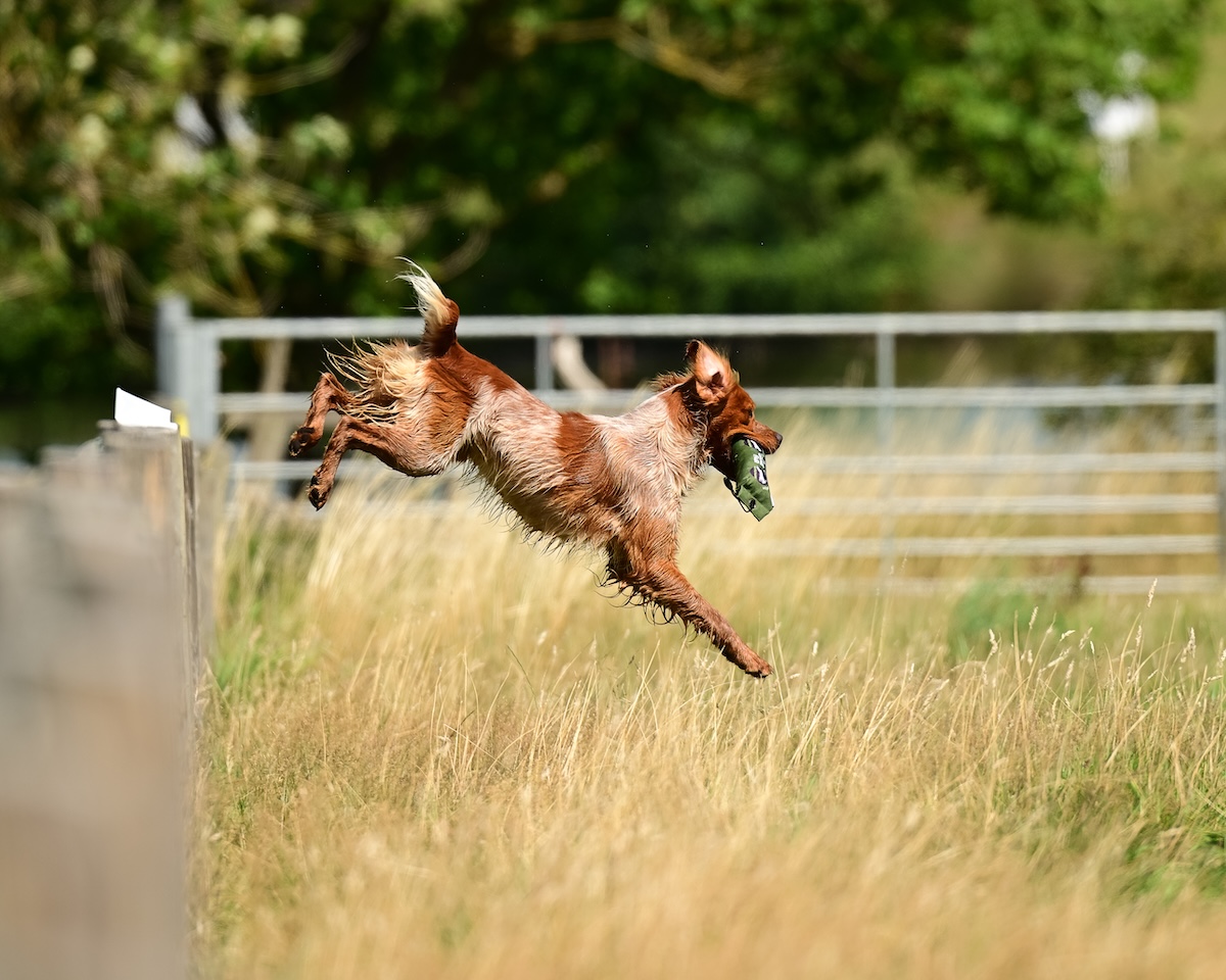 Maintaining routine as the shooting season winds down - The Game Fair